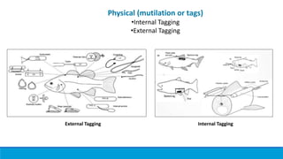 Fish Tagging methods | PPTX