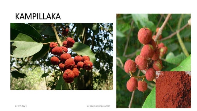 KAMPILLAKA-Mallotus philippinensis...... | PPTX | Hinduism | Religion ...