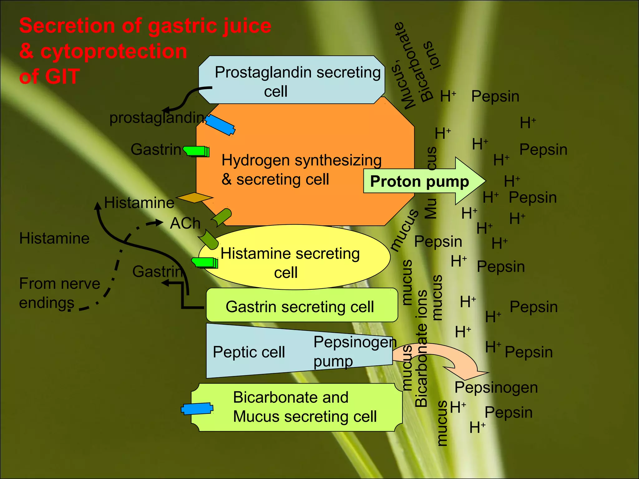 GIT pharmacology | PPT