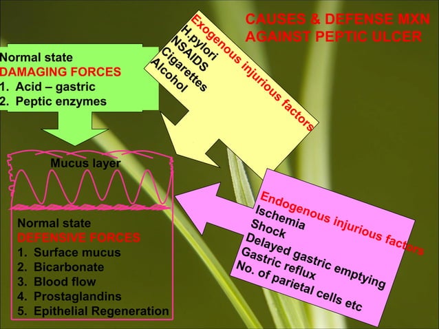 GIT pharmacology | PPT | Digestive Disorders | Diseases and Conditions