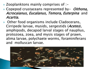 MACKEREL by jijo | PPTX