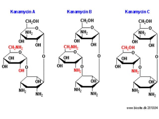 Kanamycin | PPTX