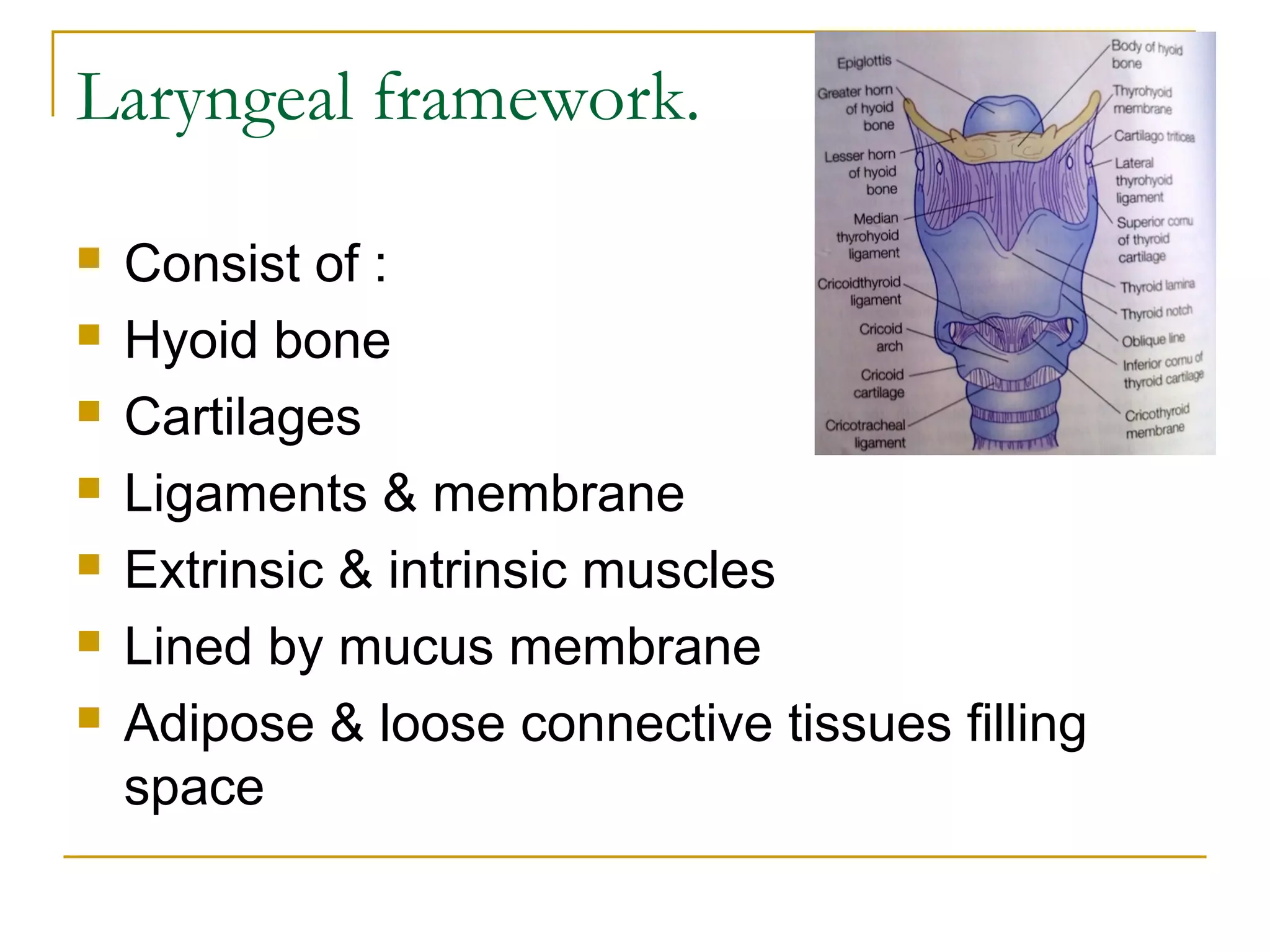 Anatomy of Larynx by Kanato.T. Assumi | PPT