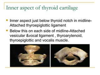 Anatomy of Larynx by Kanato.T. Assumi | PPT