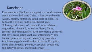 kanchanar guggul Dr. Shilpa Yerme PPT.pptx | Thyroid Disorders ...