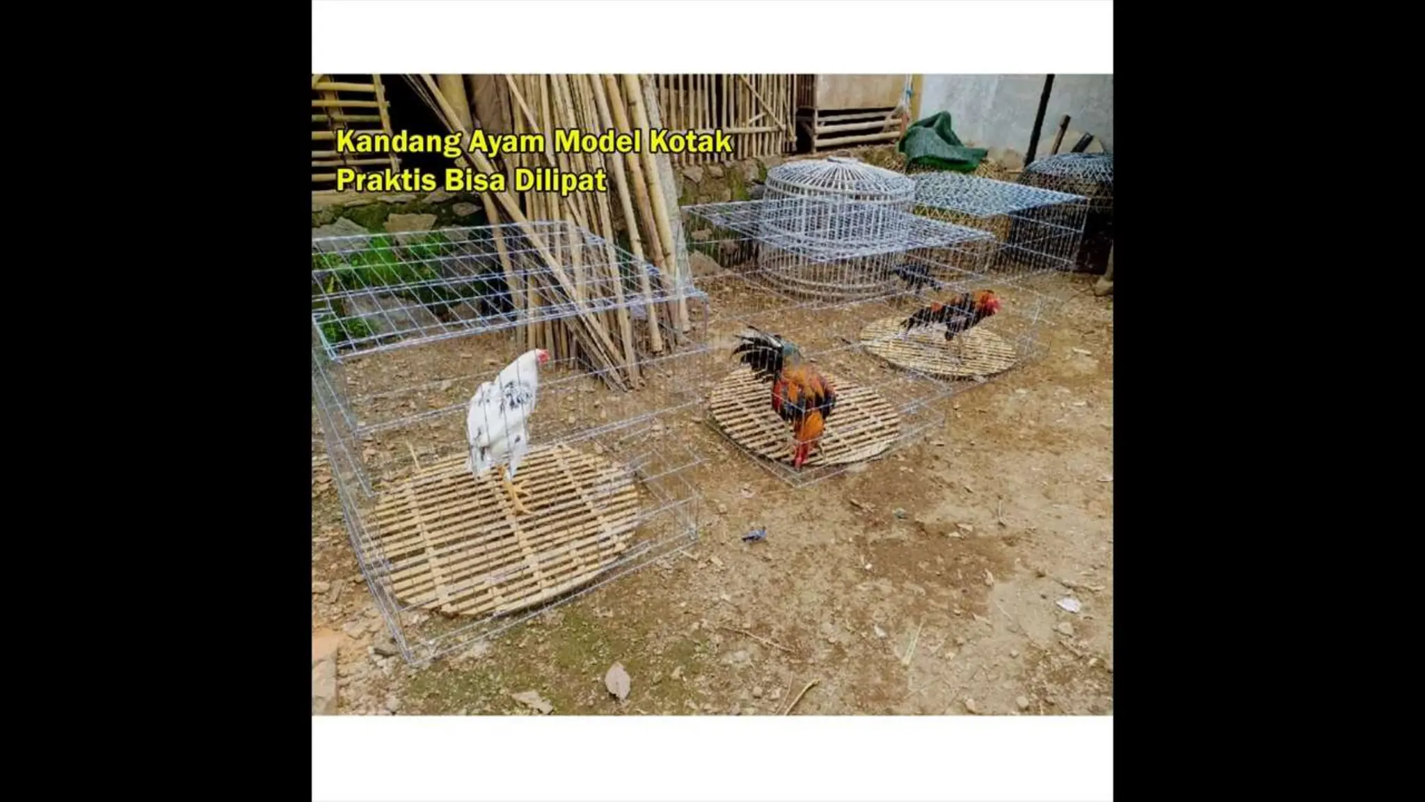 Kandang Umbaran Galvanis Lebih Steril, Bebas Hama, Kutu dan Kuman, Wa ...