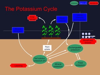 The Potassium Cycle | PPT
