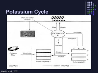Potassium Cycle