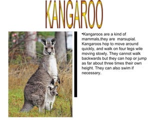 Kangaroo 1 | ODP