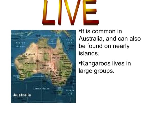 Kangaroo 1 | PPT