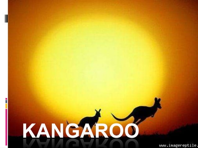 Kangaroo | PPTX