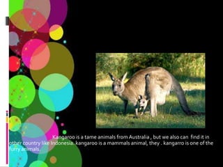 Kangaroo | PPTX