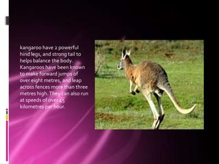Kangaroo | PPTX