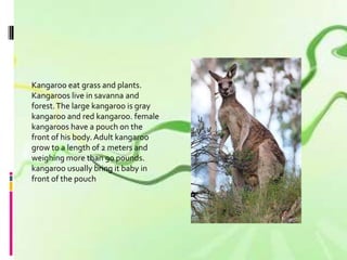 Kangaroo | PPTX