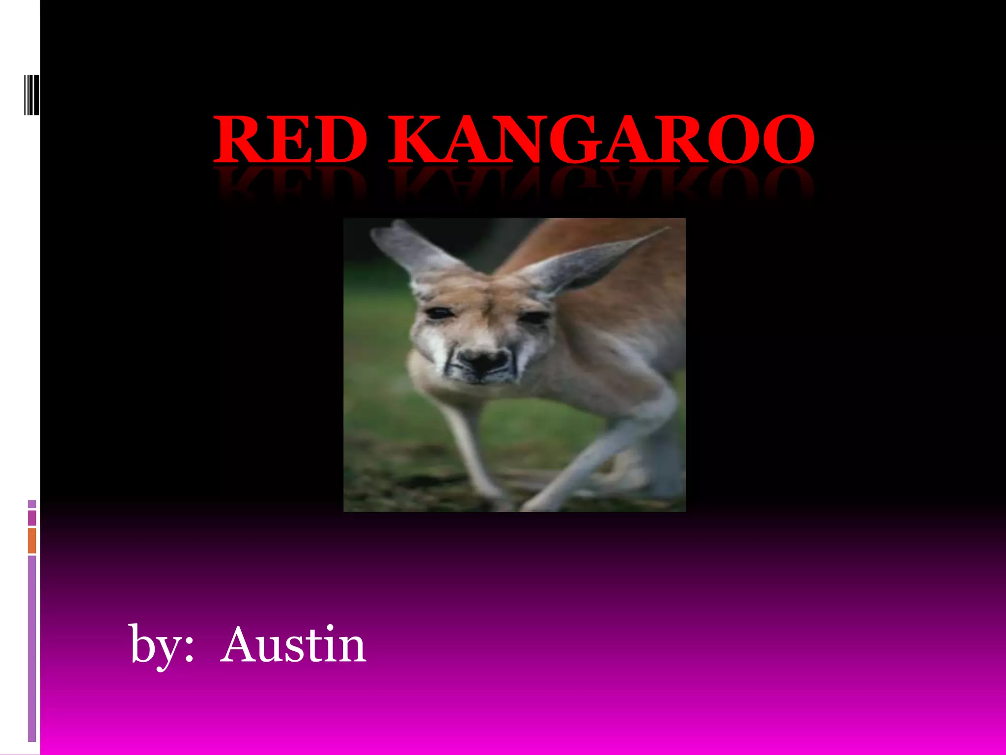 Kangaroo | PPTX