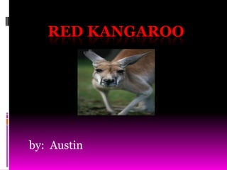 Kangaroo | PPTX