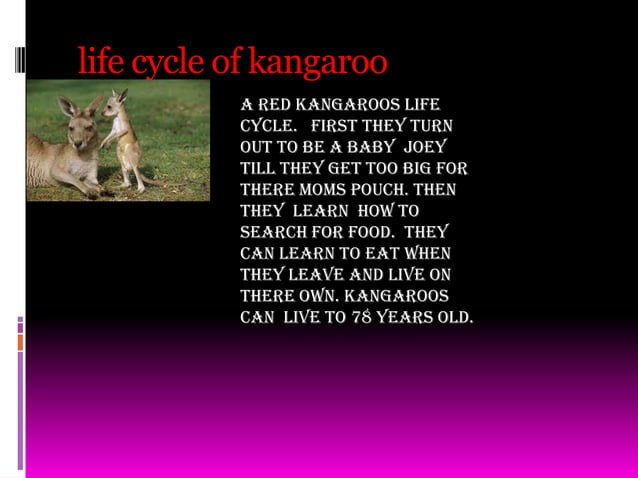 Kangaroo | PPTX