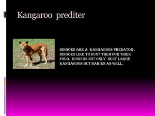 Kangaroo | PPTX