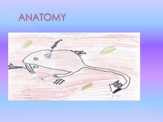 Kangaroo Rat by luisa | PPTX