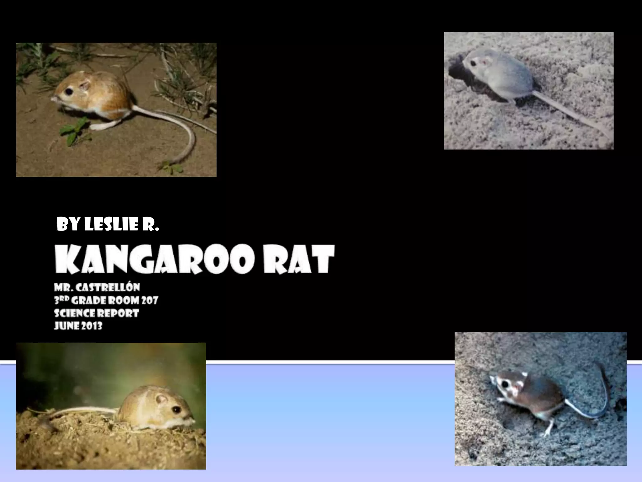 Kangaroo mouse leslie2 | PPT