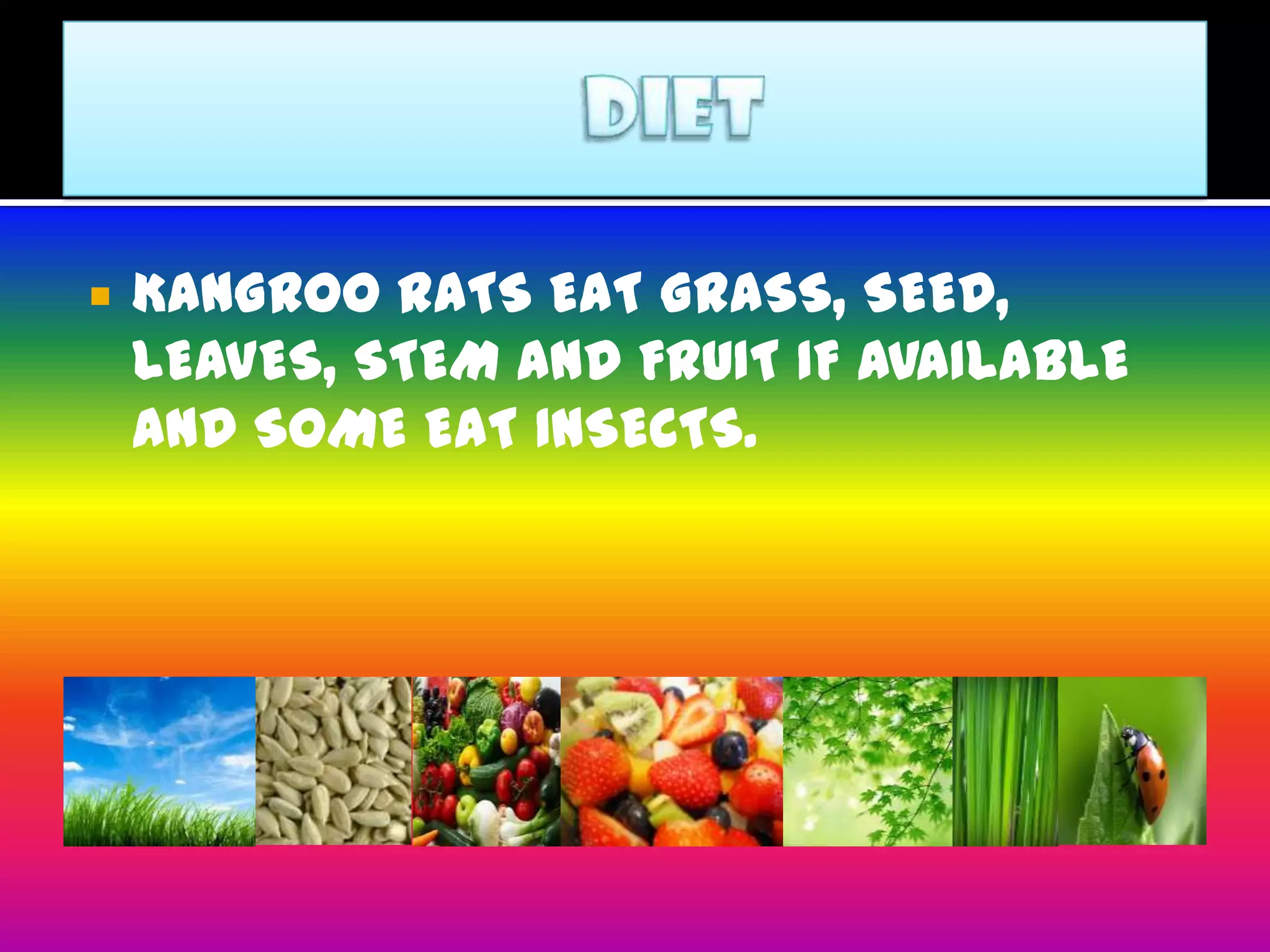 Kangaroo mouse leslie2 | PPT