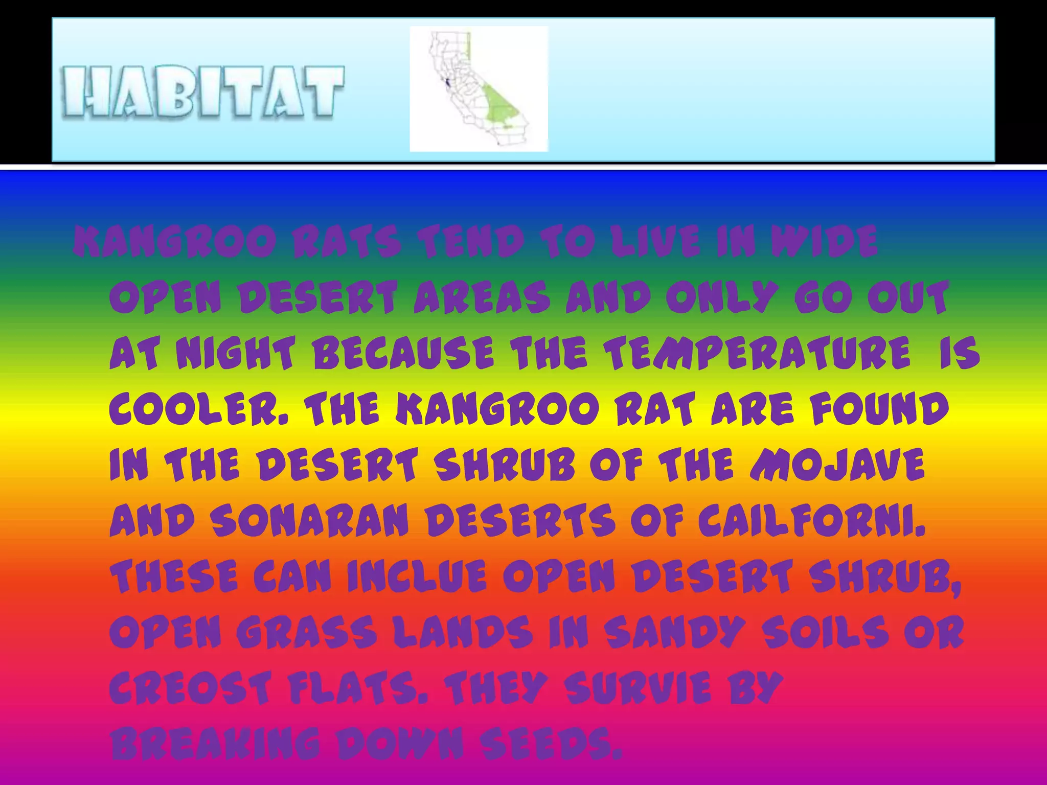 Kangaroo mouse leslie2 | PPT