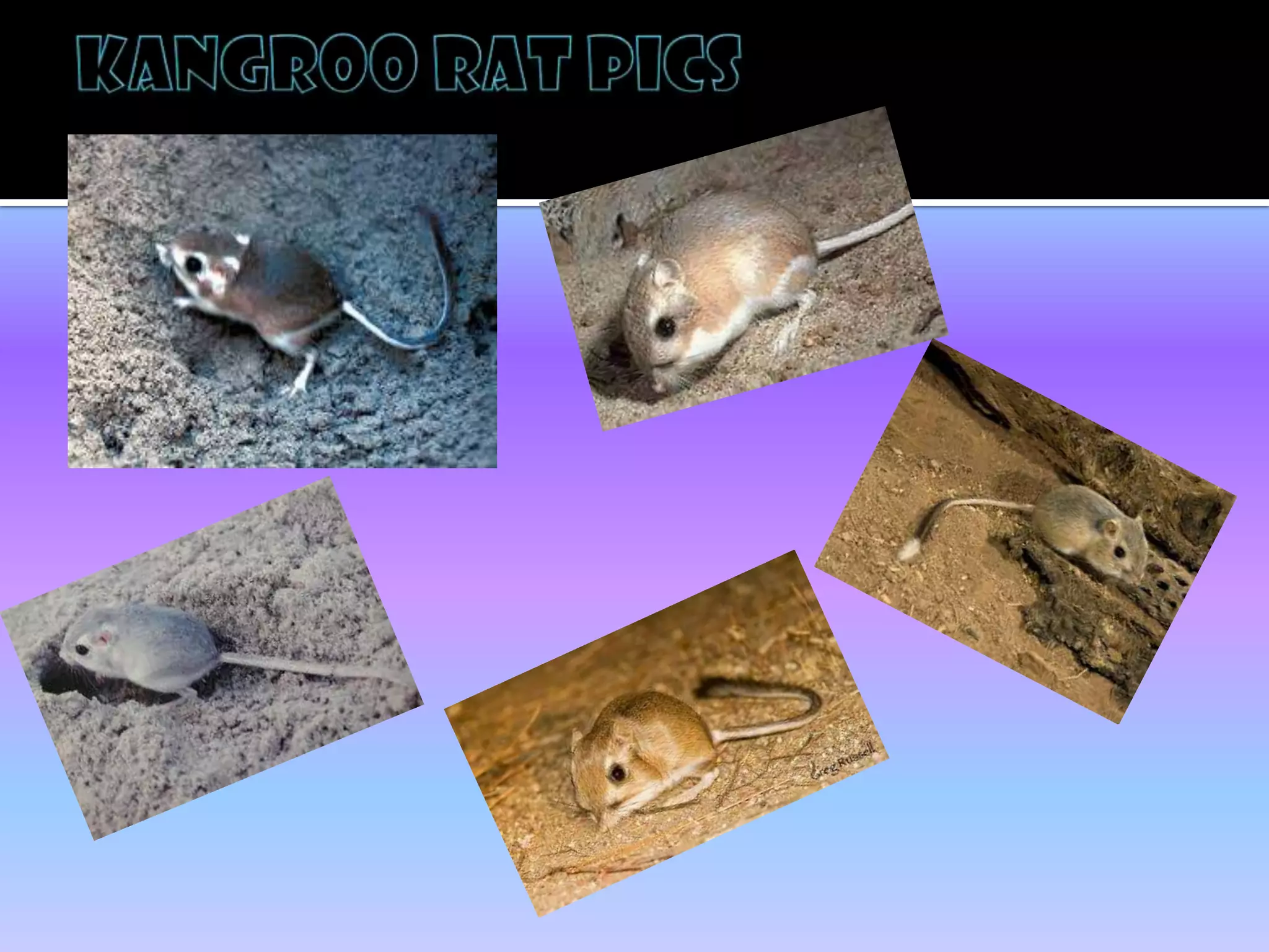 Kangaroo mouse leslie2 | PPT
