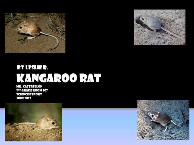 Kangaroo mouse leslie2 | PPT