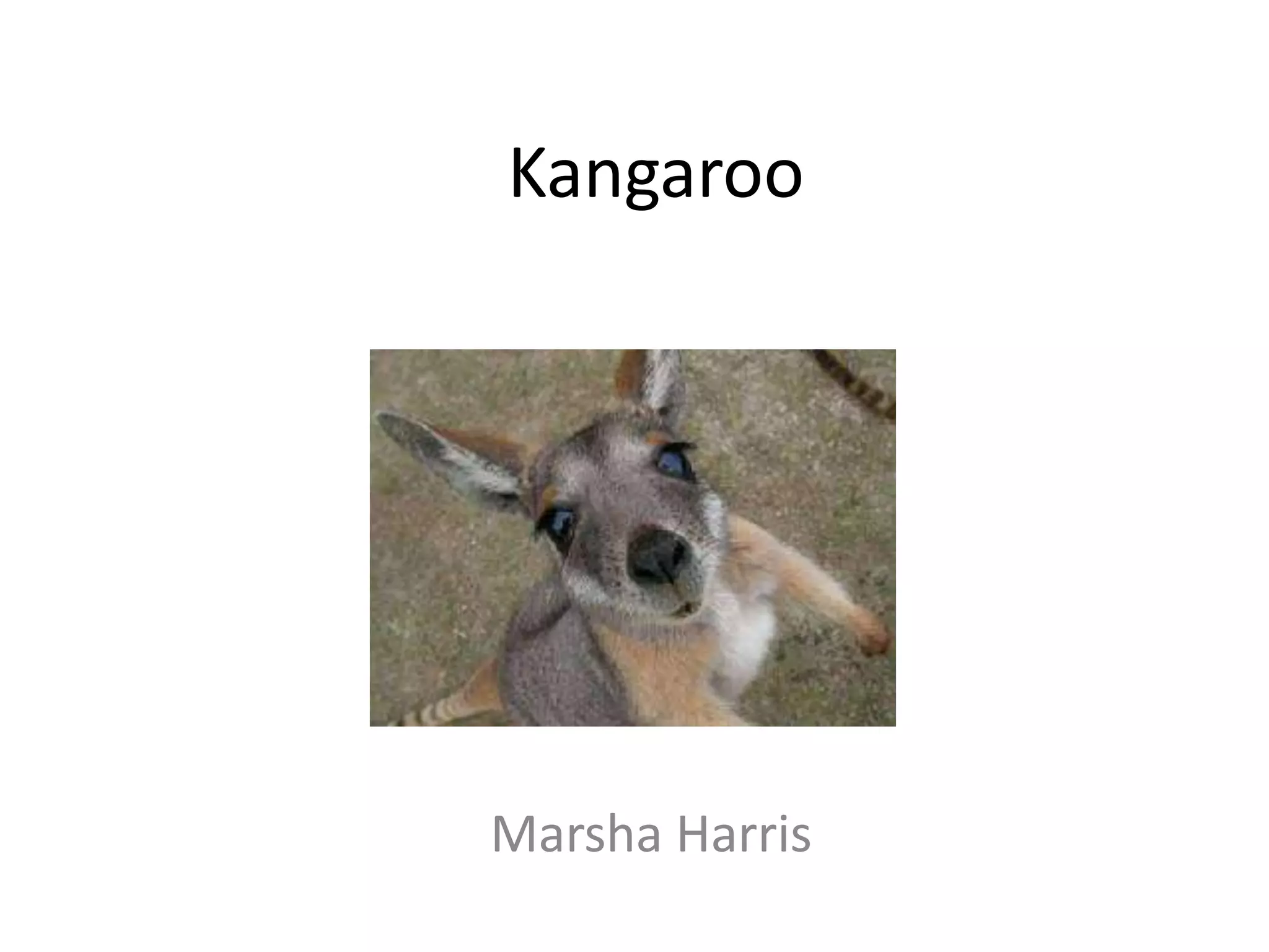 Kangaroo presentation | PPTX