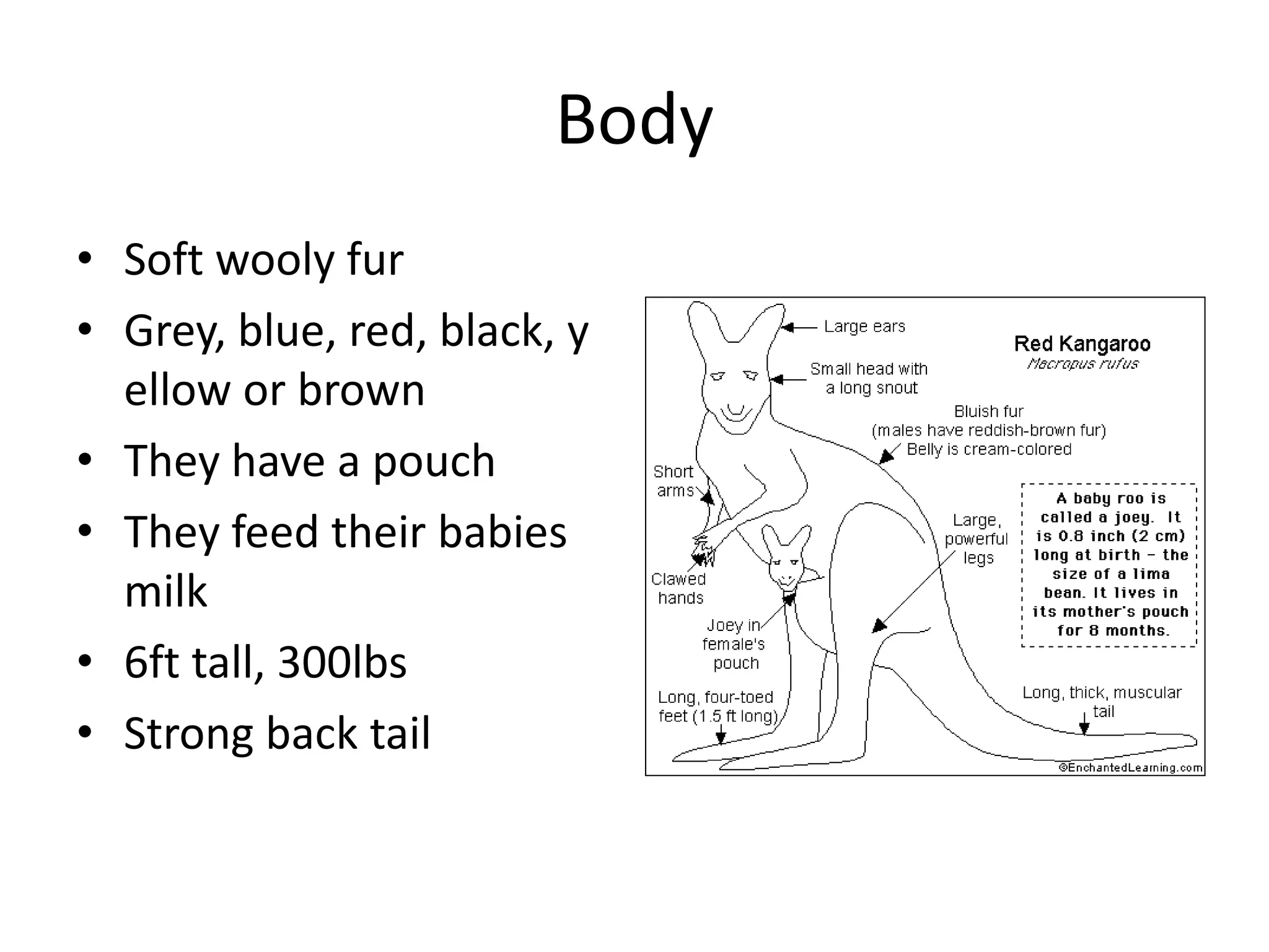 Kangaroo presentation | PPTX