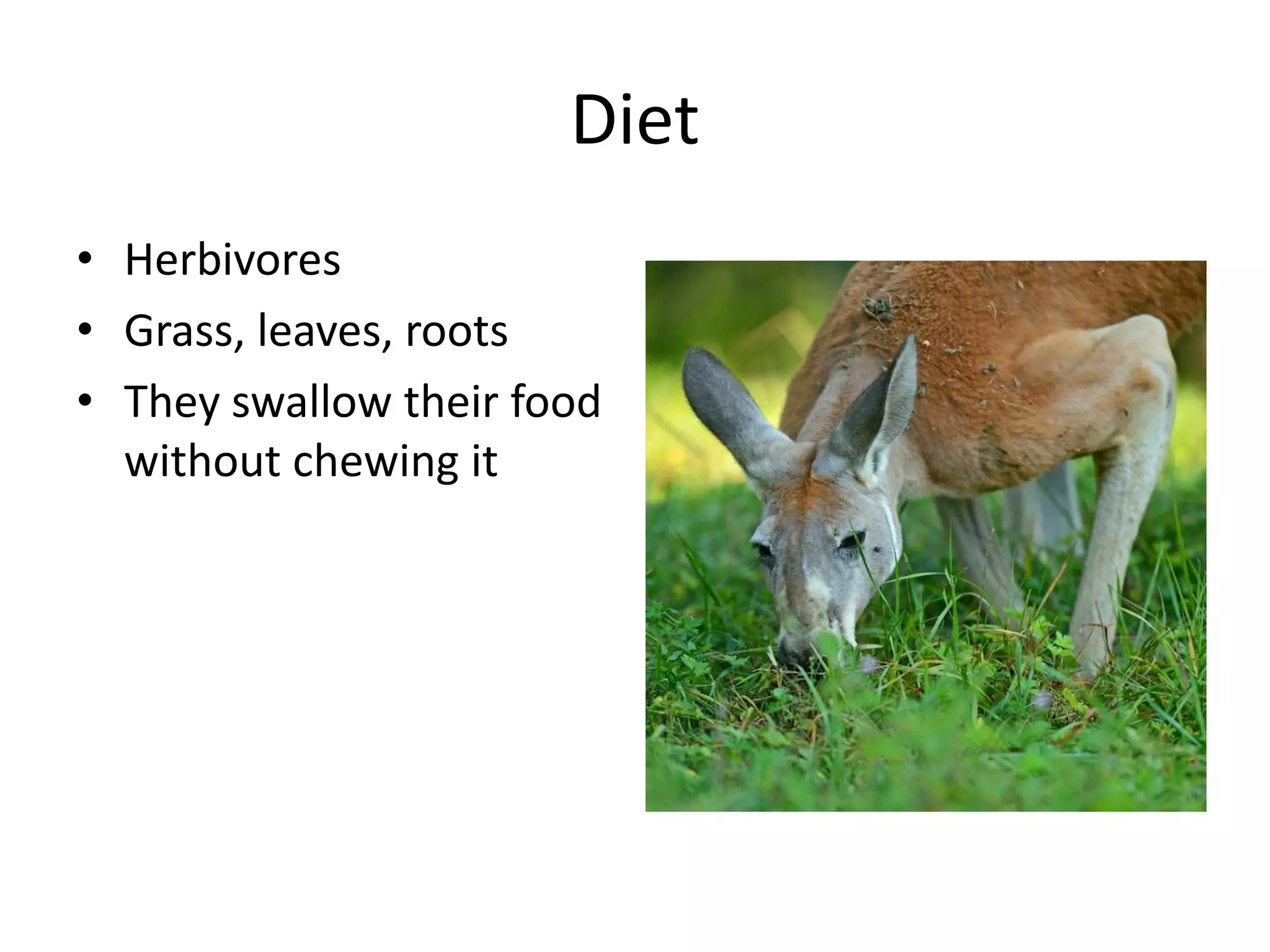 Kangaroo presentation | PPTX
