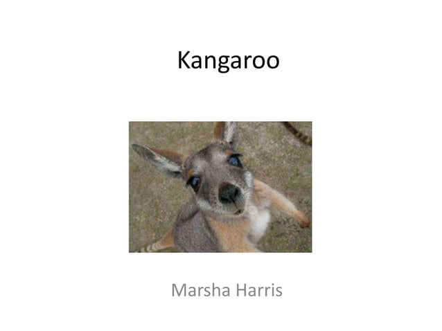 Kangaroo presentation | PPTX