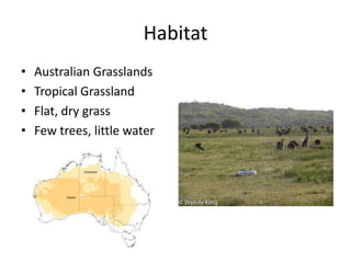 Kangaroo presentation | PPTX