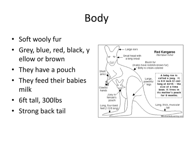 Kangaroo presentation | PPTX
