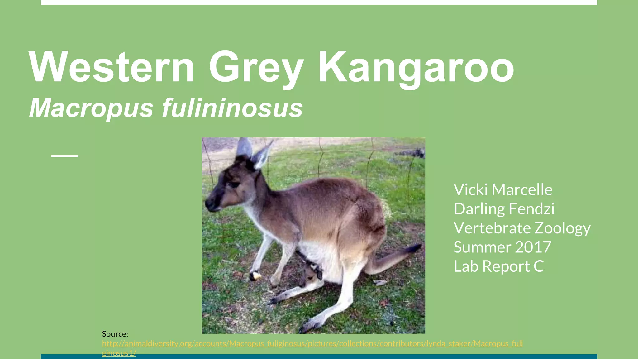 Kangaroo presentation (1) | PPTX