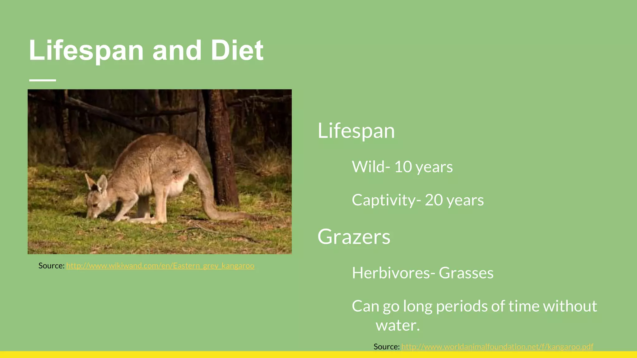 Kangaroo presentation (1) | PPTX