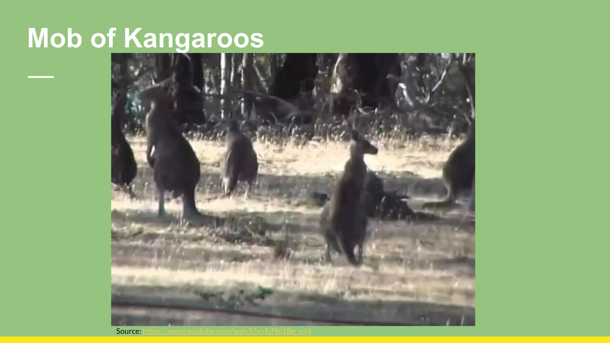 Kangaroo presentation (1) | PPTX