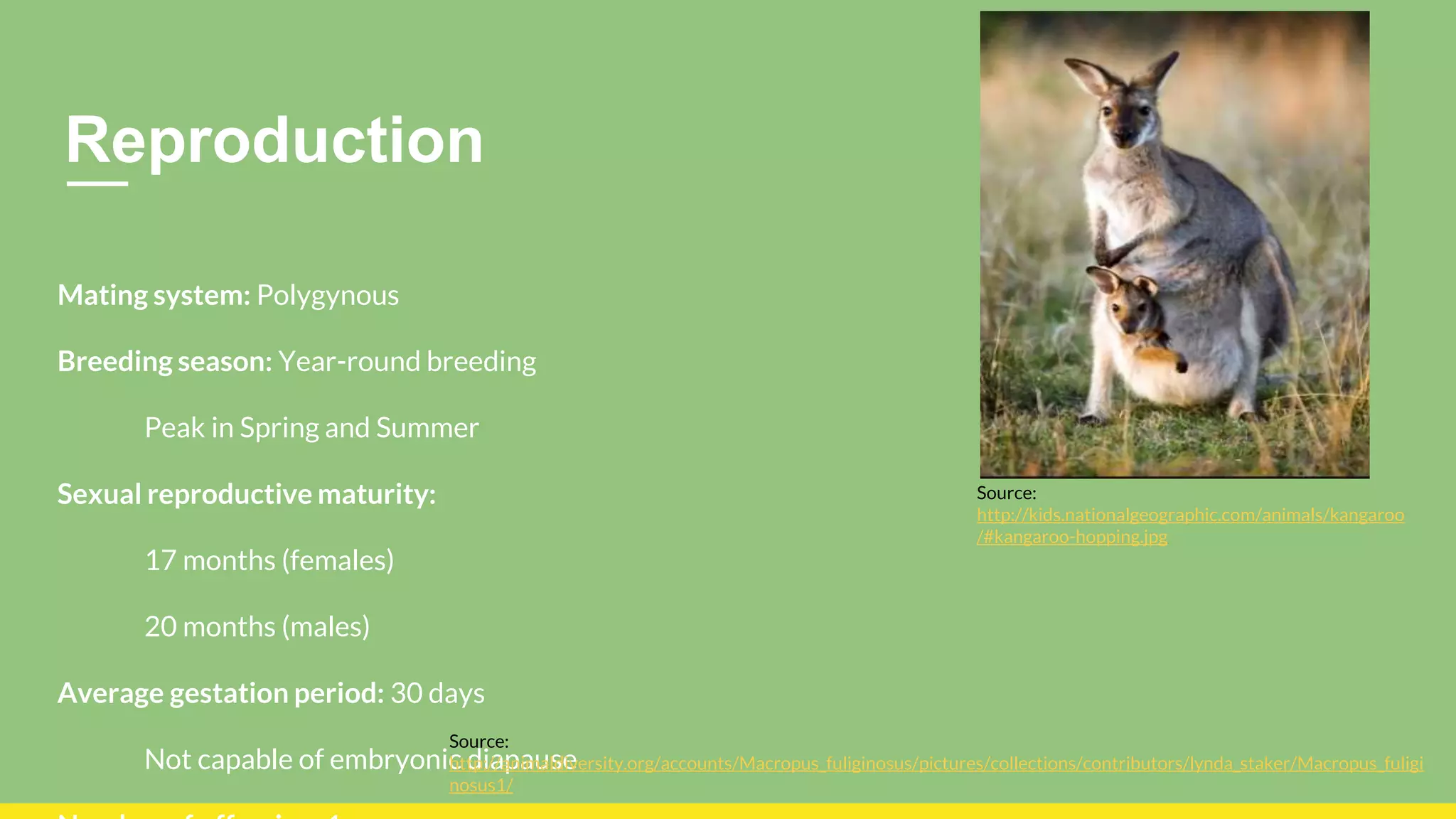 Kangaroo presentation (1) | PPTX