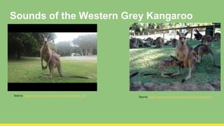 Kangaroo presentation (1) | PPTX | Reptiles | Pets