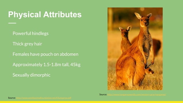 Kangaroo presentation (1) | PPTX | Reptiles | Pets