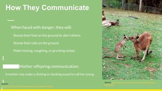 Kangaroo presentation (1) | PPTX | Reptiles | Pets