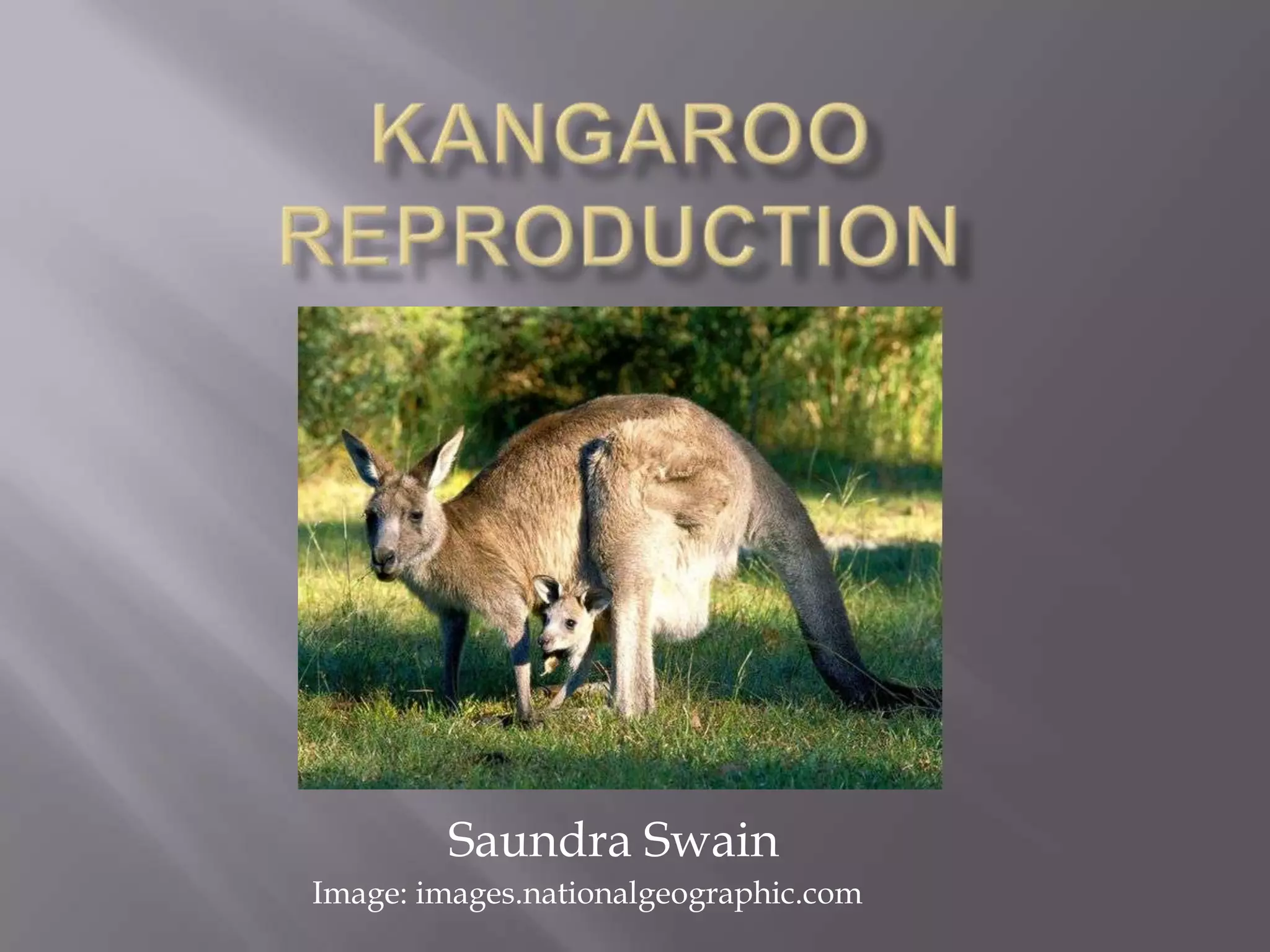 Kangaroo Reproduction | PPTX