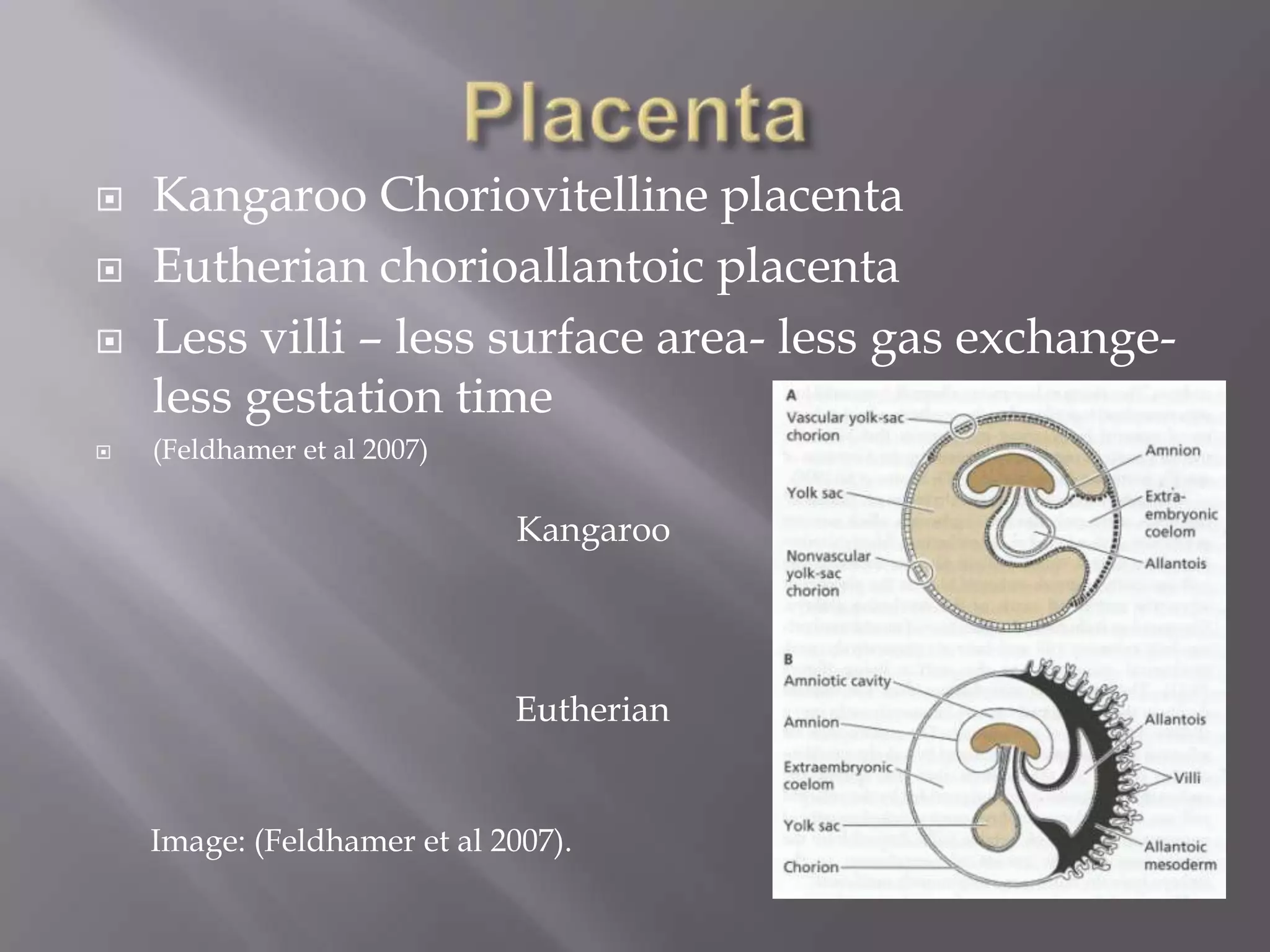 Kangaroo Reproduction | PPTX