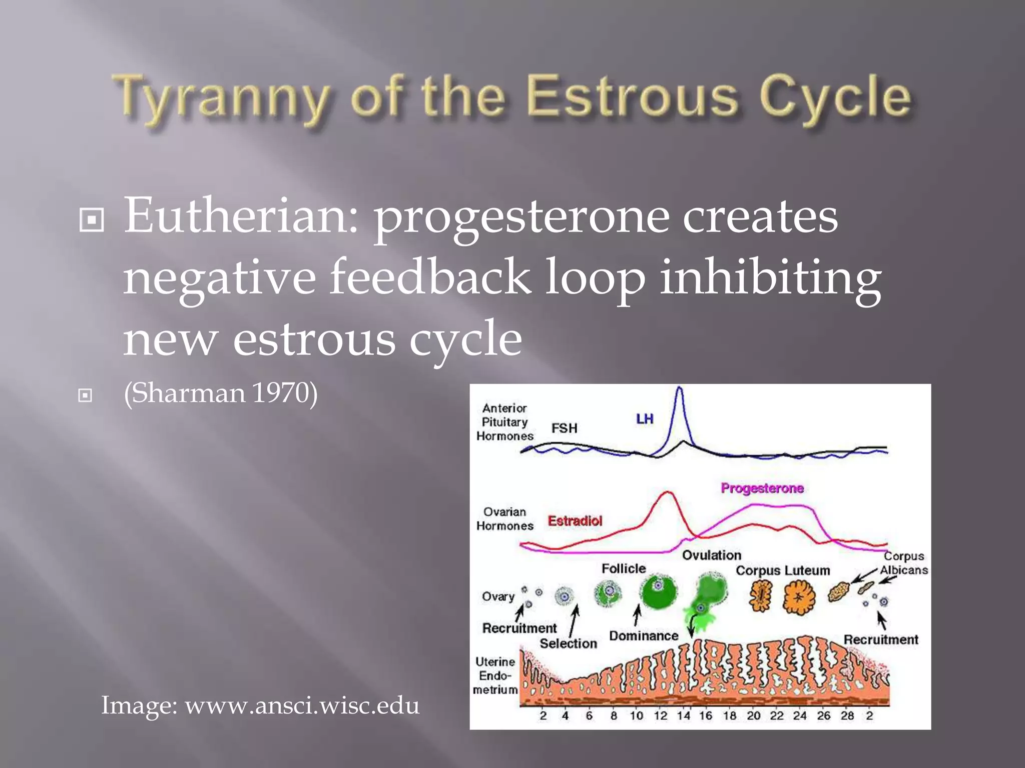 Kangaroo Reproduction | PPTX
