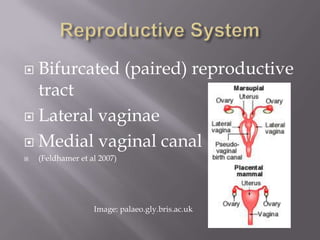 Kangaroo Reproduction | PPTX