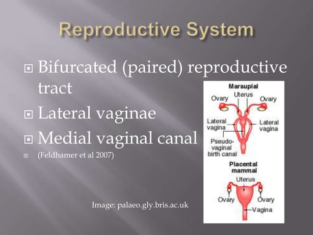 Kangaroo Reproduction | PPTX