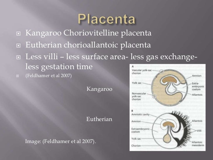 Kangaroo Reproduction