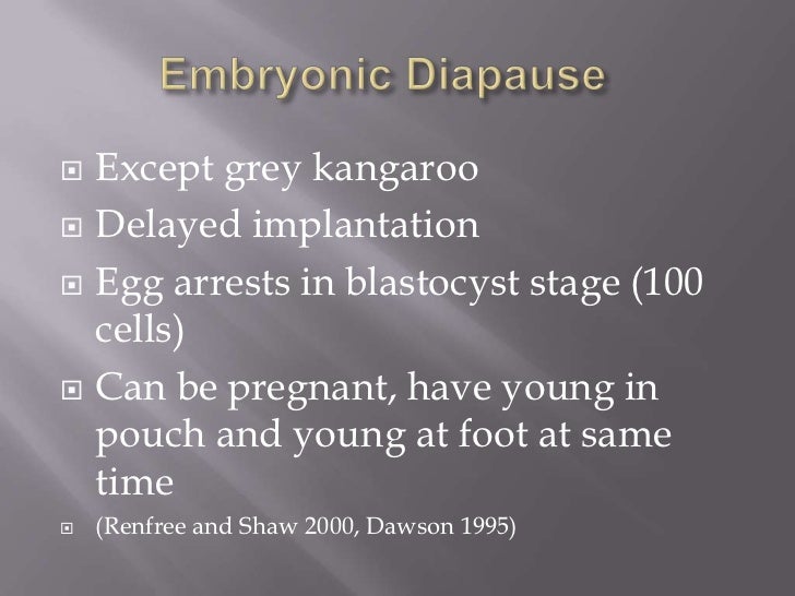 Kangaroo Reproduction