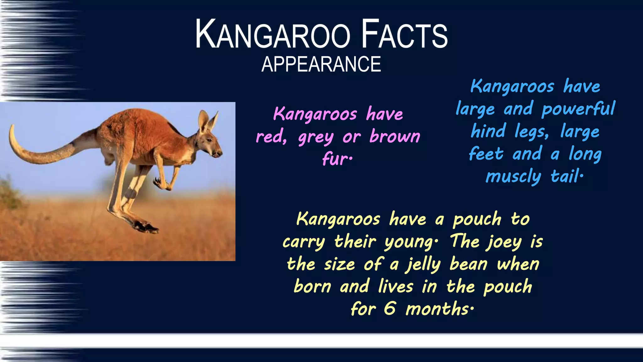 Kangaroo Research Information.pptx