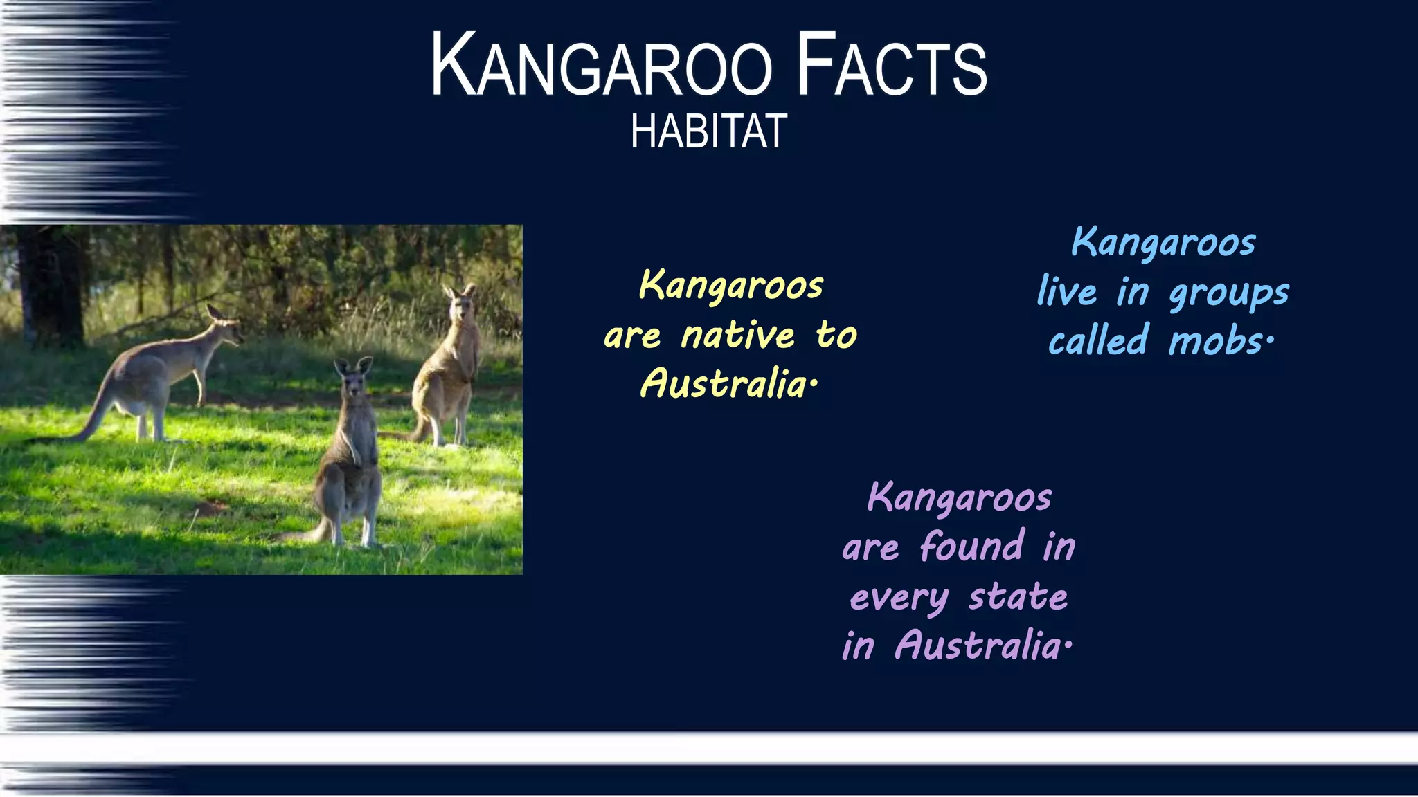 Kangaroo Research Information.pptx